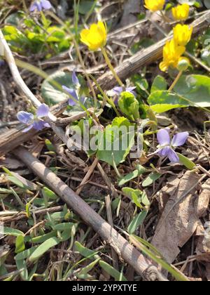 Russian Violet (Viola suavis Stock Photo - Alamy