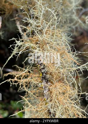 Red Beard Lichen (Usnea rubicunda Stock Photo - Alamy