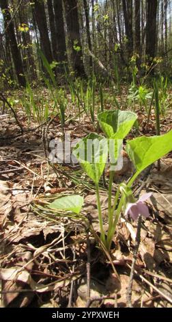Broad-leaved Violet (Viola mirabilis Stock Photo - Alamy