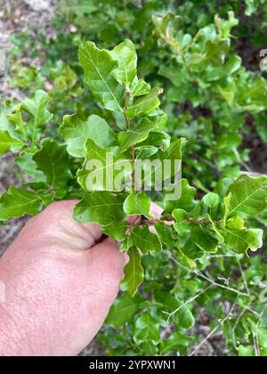 White Shin Oak (Quercus sinuata breviloba Stock Photo - Alamy