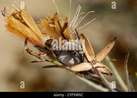 Threadleaf Horsebrush (Tetradymia filifolia Stock Photo - Alamy