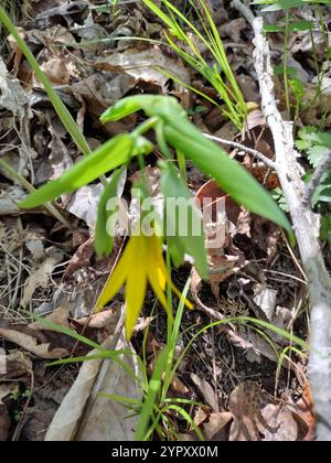 largeflower bellwort (Uvularia grandiflora Stock Photo - Alamy
