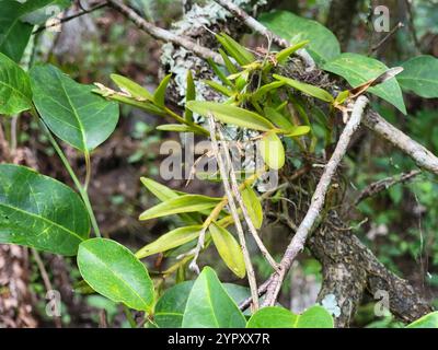 Stiff Flower Star Orchid (Epidendrum rigidum Stock Photo - Alamy