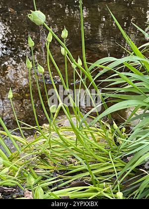Canadian Meadow garlic (Allium canadense Stock Photo - Alamy