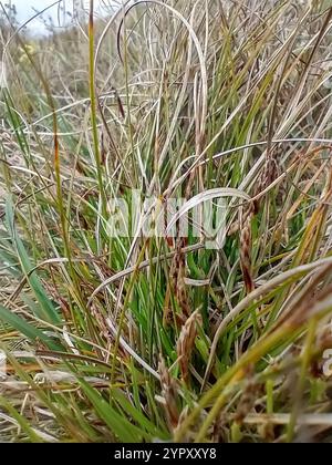 Dwarf Sedge (Carex humilis Stock Photo - Alamy
