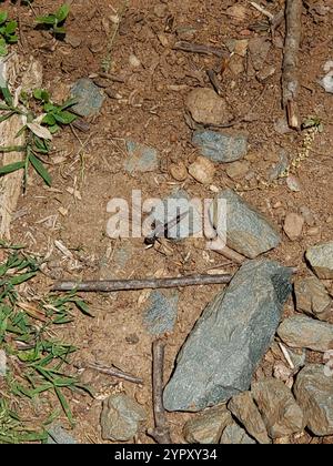 Blue Corporal, Ladona deplanata Stock Photo - Alamy