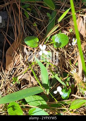 primrose-leaved violet (Viola primulifolia) Plantae Stock Photo - Alamy
