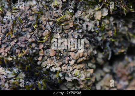 Earthscale Lichens (Placidium Stock Photo - Alamy