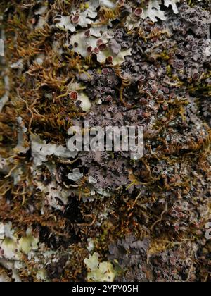 Wrinkled Shingle Lichen (Pannaria lurida Stock Photo - Alamy