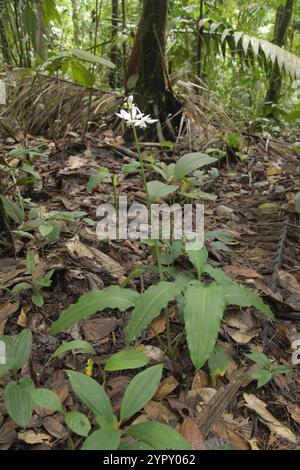 Amazon Lilies (Urceolina Stock Photo - Alamy