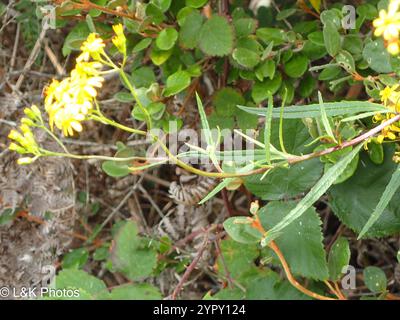 fireweed groundsel (Senecio linearifolius Stock Photo - Alamy