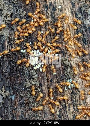 Citronella Ants (Acanthomyops Stock Photo - Alamy