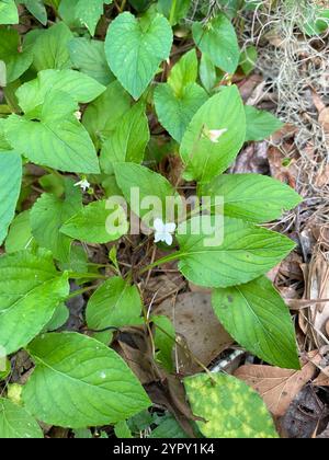 primrose-leaved violet (Viola primulifolia Stock Photo - Alamy