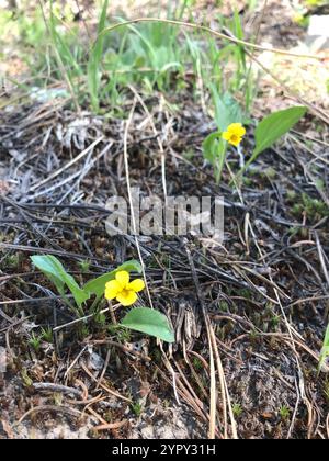 Baker's violet (Viola bakeri Stock Photo - Alamy
