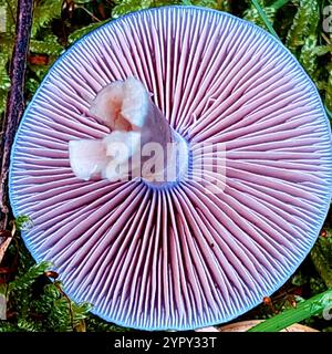 elegant blue webcap (Cortinarius rotundisporus) Fungi Stock Photo - Alamy