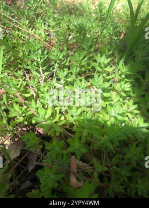 Stringy Stonecrop (Sedum sarmentosum Stock Photo - Alamy