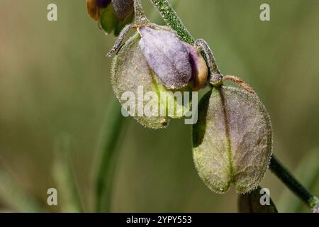 Blue Milkwort (Hebecarpa barbeyana Stock Photo - Alamy