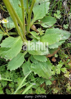 Western Saxifrage (Micranthes occidentalis Stock Photo - Alamy