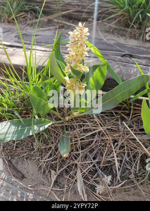 winged dock (Rumex venosus Stock Photo - Alamy