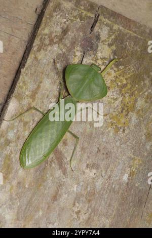 Peruvian Shield Mantis (Choeradodis rhombicollis) in praying position ...