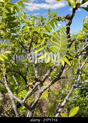 northern California black walnut (Juglans hindsii) California, US Stock ...