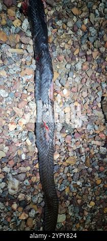 Lesser Black Whipsnake (Demansia vestigiata Stock Photo - Alamy