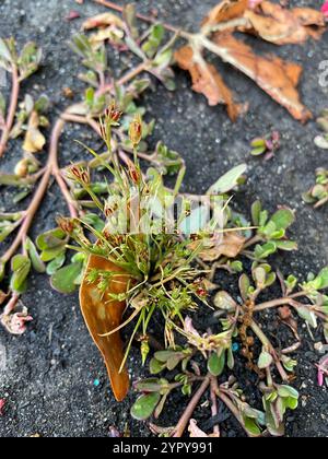 Toad rush (Juncus bufonius Stock Photo - Alamy