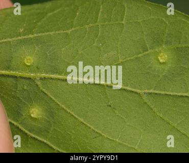 Hackberry Star Gall Psyllid (Pachypsylla celtidisasterisca Stock Photo ...