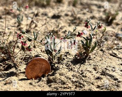 Rose and White Buckwheat (Eriogonum gracillimum), Plantae, San Luis ...