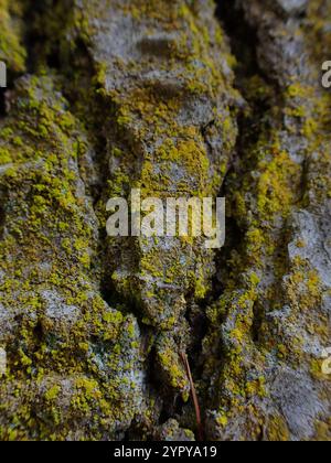Crusty Gold-dust Lichen (Chrysothrix granulosa) Fungi Stock Photo - Alamy