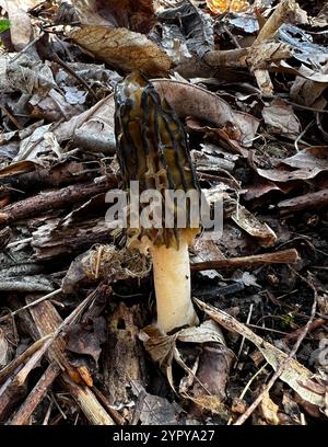 black morel (Morchella angusticeps Stock Photo - Alamy