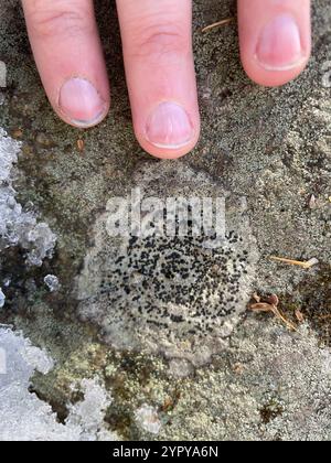 concentric boulder lichen (Porpidia crustulata) Fungi Stock Photo - Alamy
