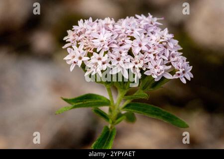 Plummer's Candyleaf (Stevia plummerae Stock Photo - Alamy