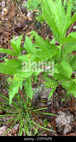 Buffalo-nut (Pyrularia pubera Stock Photo - Alamy