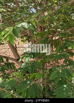 calabur tree (Muntingia calabura Stock Photo - Alamy