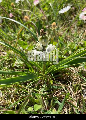 Roman Squill (Bellevalia romana Stock Photo - Alamy