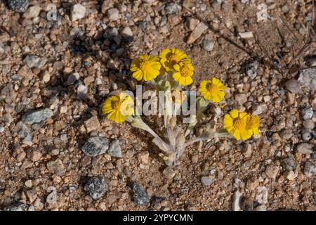 Wallace's woollydaisy (Eriophyllum wallacei Stock Photo - Alamy