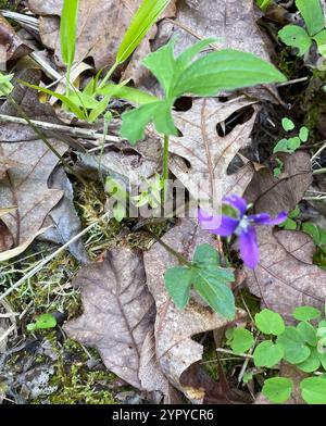 three-lobed violet (Viola palmata) Plantae Stock Photo - Alamy