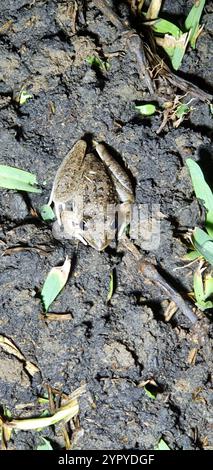 Bumpy Rocket Frog (Litoria inermis Stock Photo - Alamy