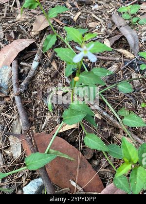 White Root (Lobelia purpurascens Stock Photo - Alamy