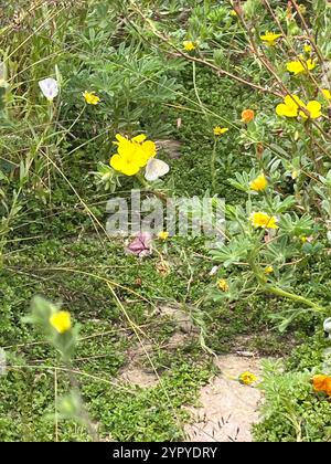 Common Ringlet (Coenonympha california Stock Photo - Alamy