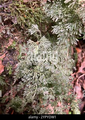 Wavy Filmy Fern (Hymenophyllum flexuosum Stock Photo - Alamy
