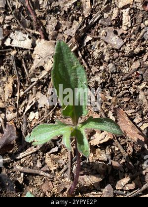 three-lobed violet (Viola palmata Stock Photo - Alamy