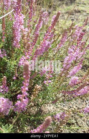 Purple Bitterbush (Selago geniculata Stock Photo - Alamy