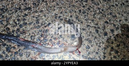 Lesser Black Whipsnake (Demansia vestigiata Stock Photo - Alamy