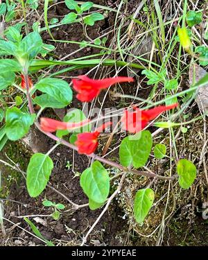 Red larkspur (Delphinium nudicaule Stock Photo - Alamy