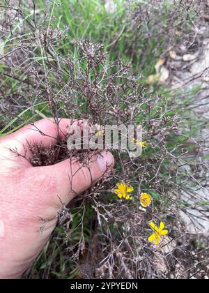 Whitlow-wort (Paronychia virginica Stock Photo - Alamy