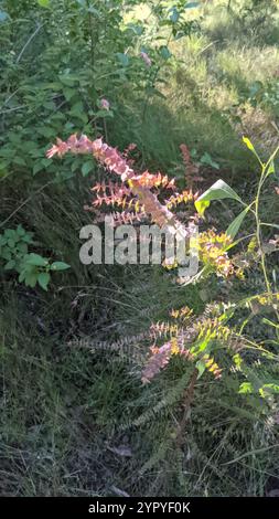 spiny bush-pea (Pultenaea spinosa Stock Photo - Alamy