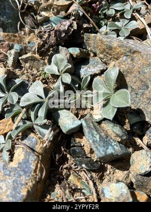 California Indian breadroot (Pediomelum californicum Stock Photo - Alamy