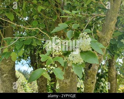 North Island lacebark (Hoheria populnea Stock Photo - Alamy